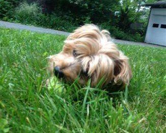 Yorkshire Terrier Summer Care