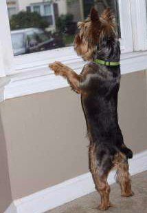 Yorkie Tails | Docking | Guidelines | Methods | Pros and Cons