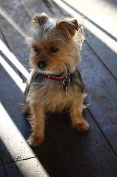 Yorkshire Terrier Information Center | Yorkie Growth Chart