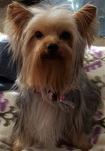 Yorkshire Terrier Information Center | Yorkie Allergies