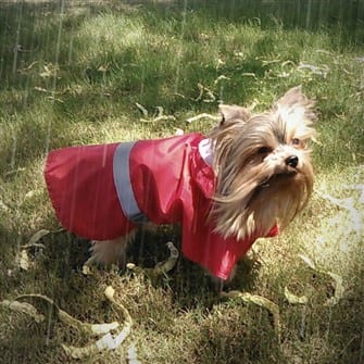 Taking a Yorkie Outside