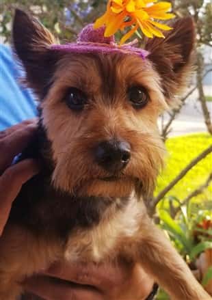 Yorkshire Terrier Weight