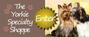 Yorkie Temperament | Behavior | Personality