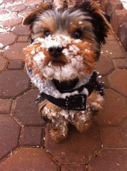 Winter Care for a Yorkshire Terrier