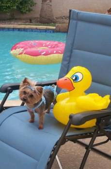 Yorkshire Terrier Summer Care