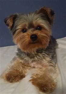 Yorkshire Terrier Information Center | Yorkie Allergies