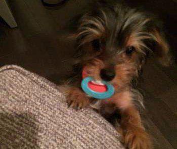 Yorkie Teething | Yorkshire Terrier Information Center