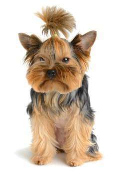 Yorkshire Terrier Aggression | Other Dogs | Children