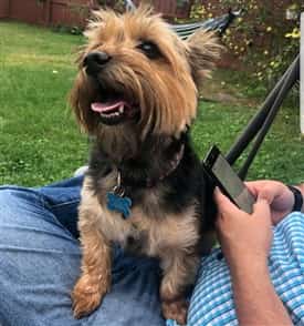 Yorkie Size | Yorkshire Terrier Information Center