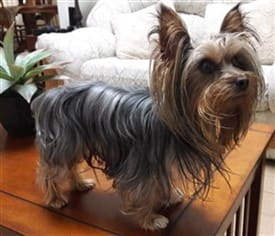 Yorkshire Terrier Weight