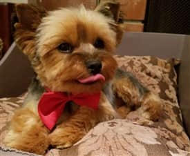 Yorkshire Terrier Weight