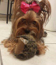 Yorkshire Terrier Information Center | Yorkie Eye Care