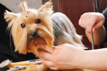 Yorkie Grooming | Yorkshire Terrier Information Center