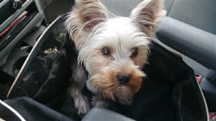 The Best Car Seats for Yorkie Puppies and Dogs