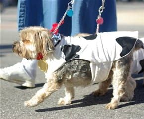 Yorkshire Terriers on Halloween