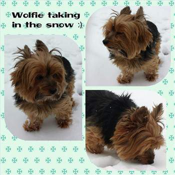 Winter Care for a Yorkshire Terrier