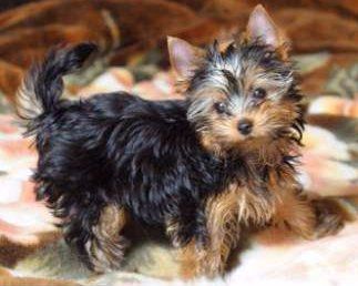 Yorkie Tails | Docking | Guidelines | Methods | Pros and Cons