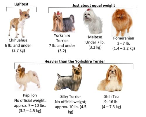 Yorkie Weight Chart Yorkie Size Growth And Weight Chart: Predict Their