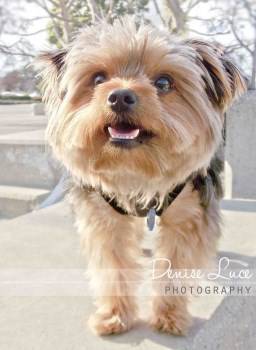 Yorkie Teeth | Yorkshire Terrier Information Center
