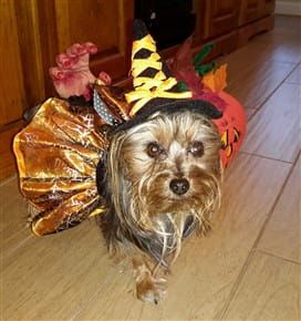 Yorkshire Terriers on Halloween
