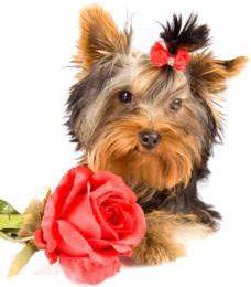 Yorkie Ears | Yorkshire Terrier Information Center