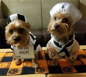 Yorkshire Terriers on Halloween