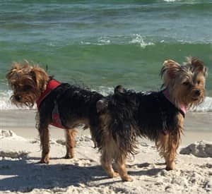 Yorkshire Terrier Summer Care