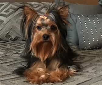 Yorkshire Terrier Care Tips