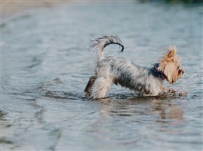 Yorkshire Terrier Swimming Tips and Info