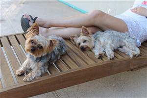 Yorkshire Terrier Summer Care