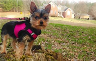 Choosing the Best Collar and Harness for a Yorkie