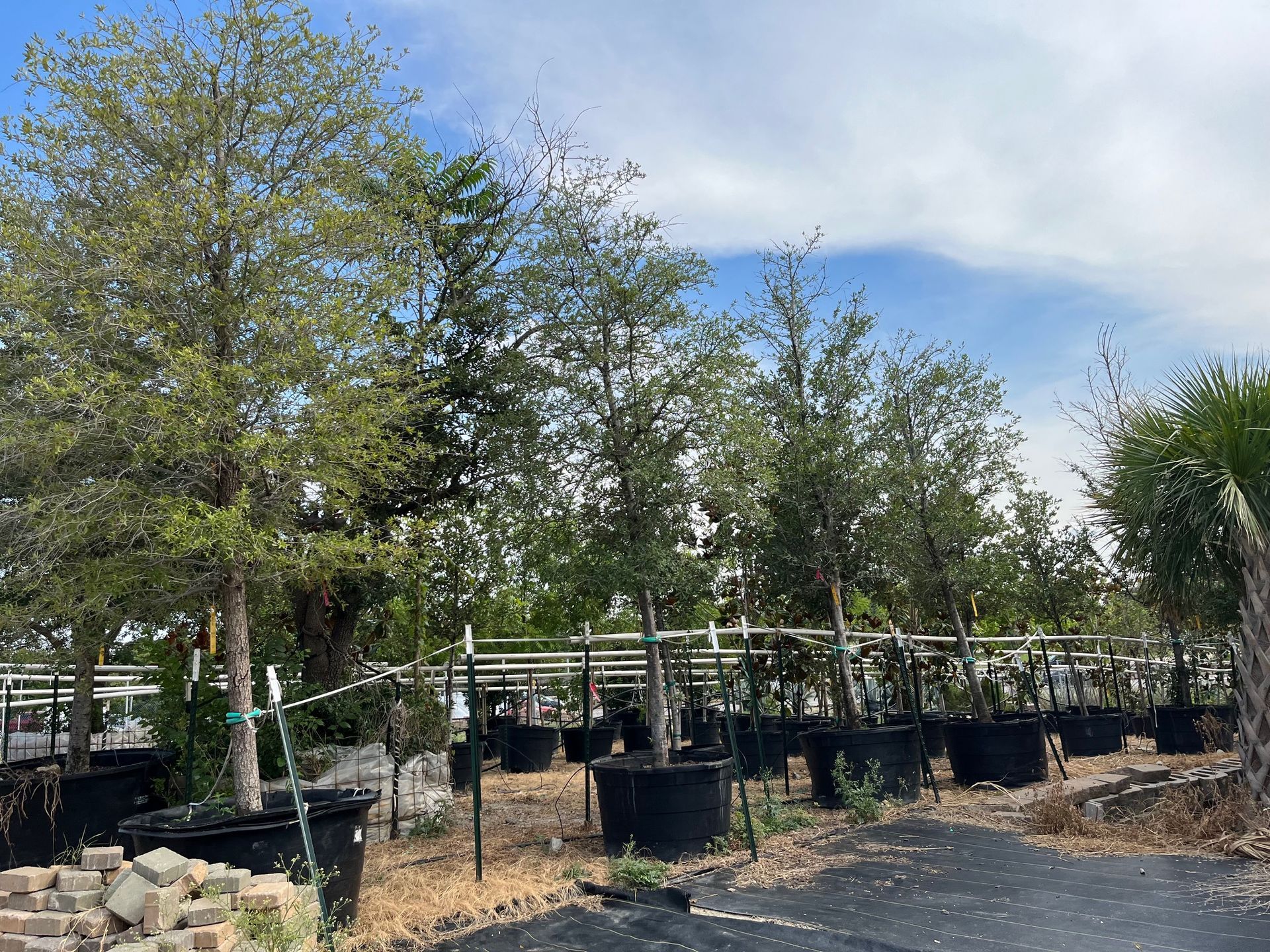 Palm Trees | Live Palm Trees | Nursery | Irrigation | Dallas | Plano ...