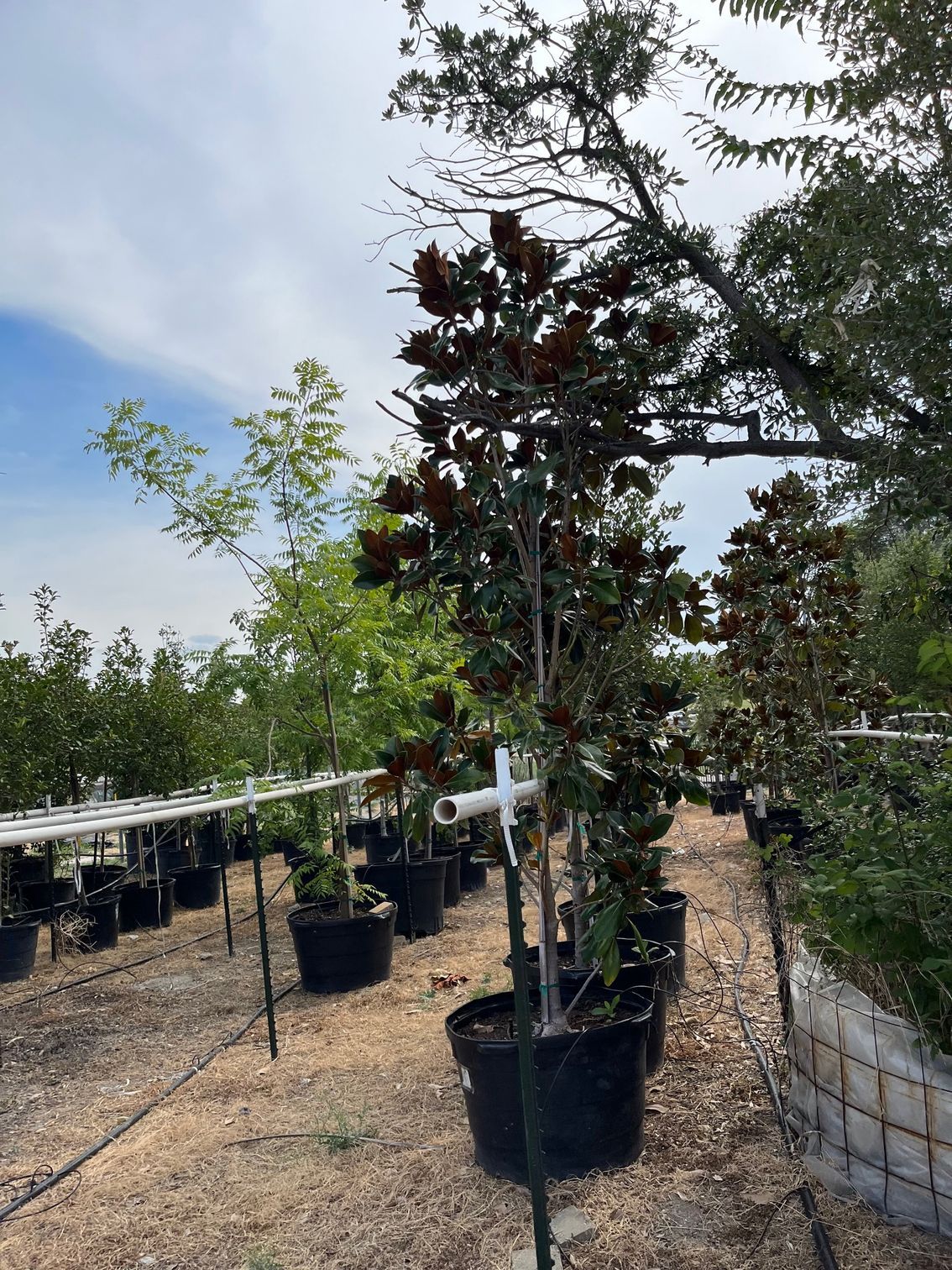 Palm Trees | Live Palm Trees | Nursery | Irrigation | Dallas | Plano ...