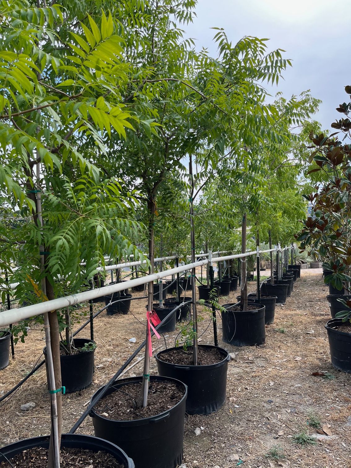 Palm Trees | Live Palm Trees | Nursery | Irrigation | Dallas | Plano ...