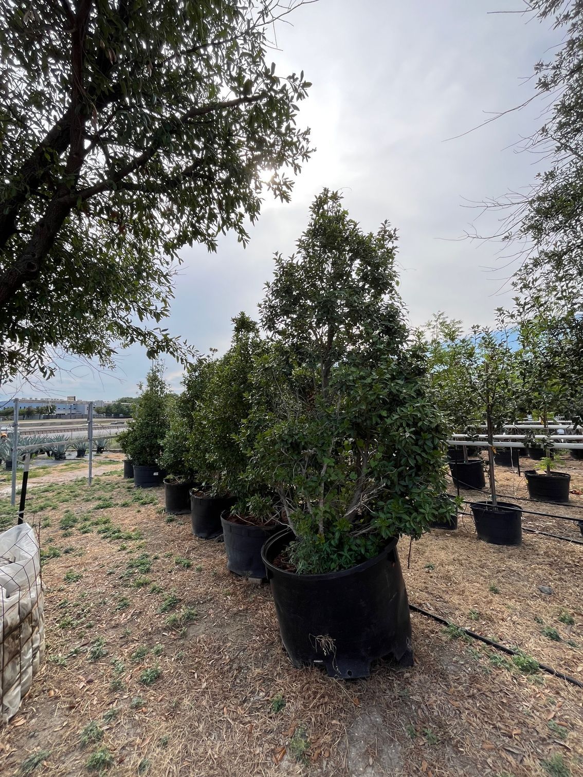 Palm Trees | Live Palm Trees | Nursery | Irrigation | Dallas | Plano ...