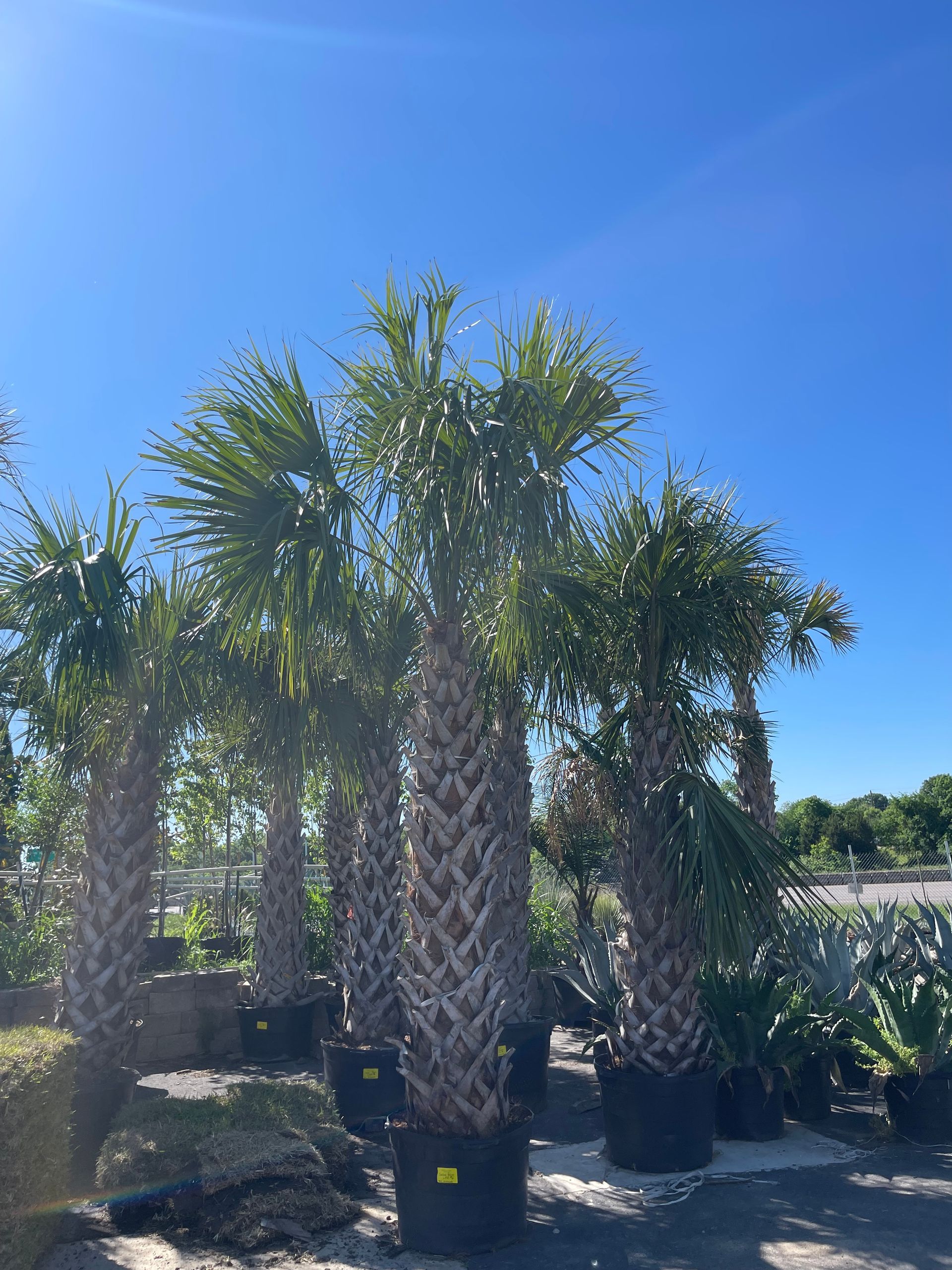 Palm Trees | Live Palm Trees | Nursery | Irrigation | Dallas | Plano ...