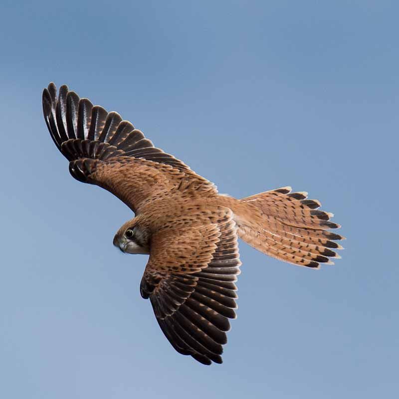 Australian (Nankeen) Kestrel