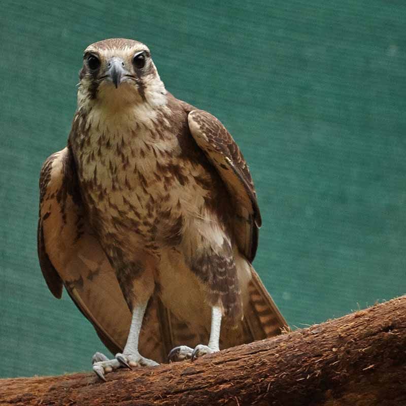 Brown Falcon