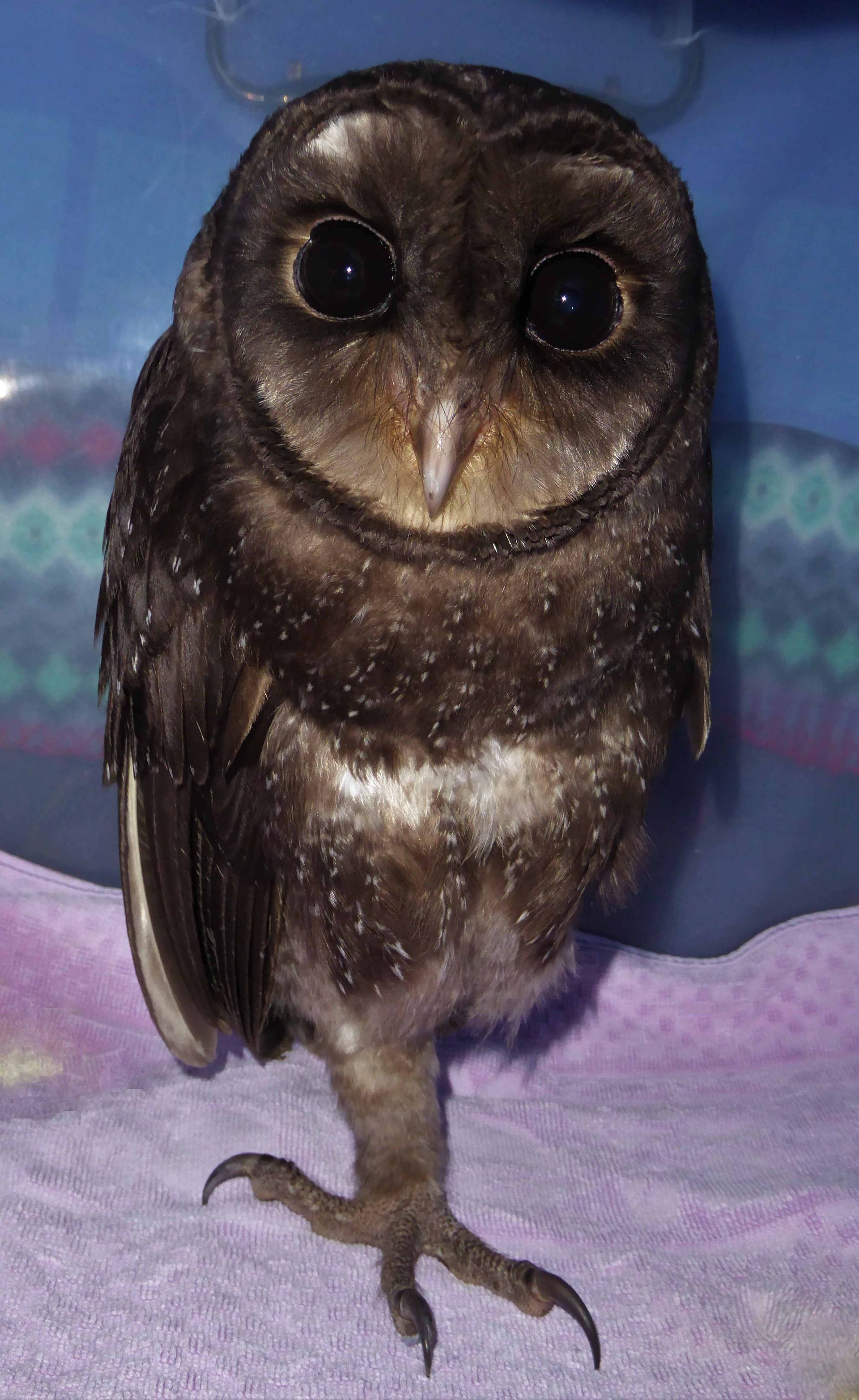 Greater Sooty Owl