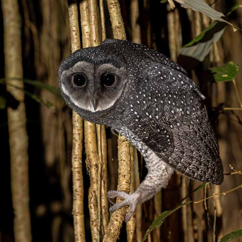 Lesser Sooty Owl
