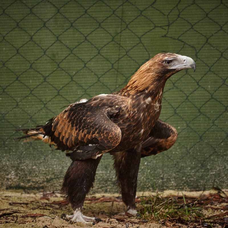 Wedge-tailed Eagle