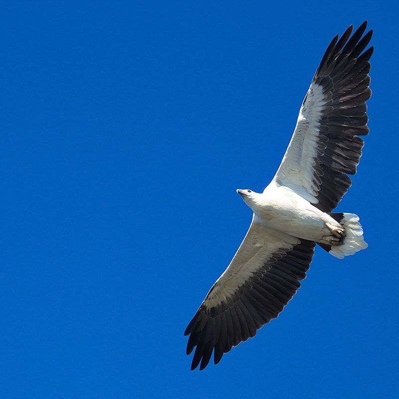 Australian Raptor Care and Conservation Inc.