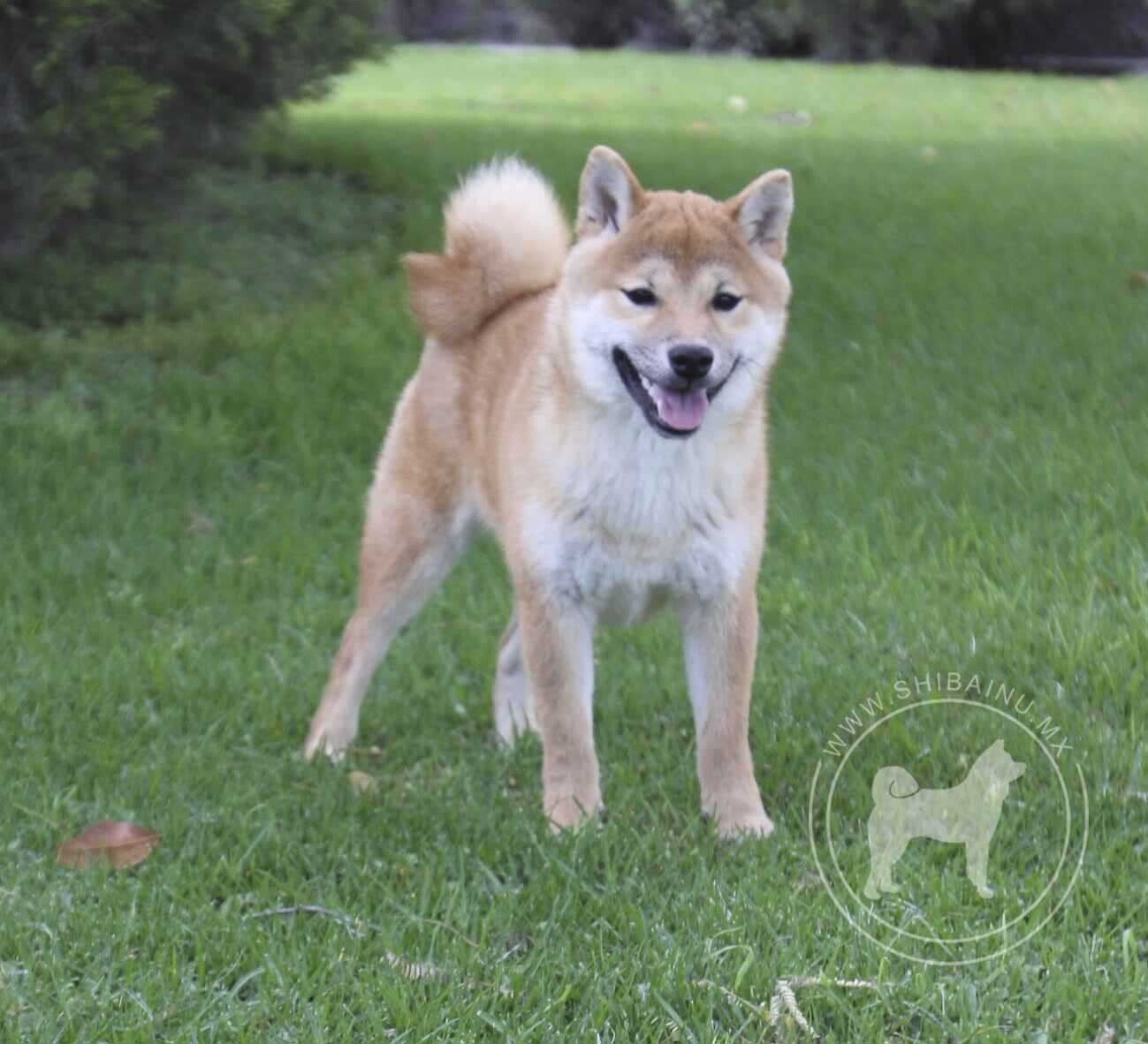 Shiba Inu en Venta | Criadero Shibainu.mx