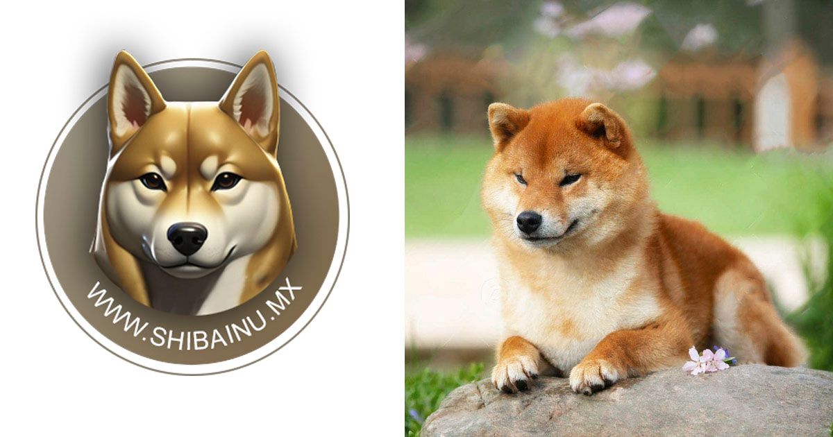 Criadero de Shiba Inu en Mexico | Shibainu.mx