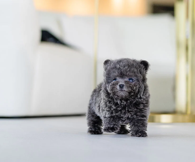 Grey Teacup Poodle