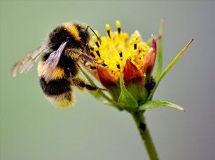 Pest Control & Bug Removal - Riverside, RI - Bug Out Pest Control