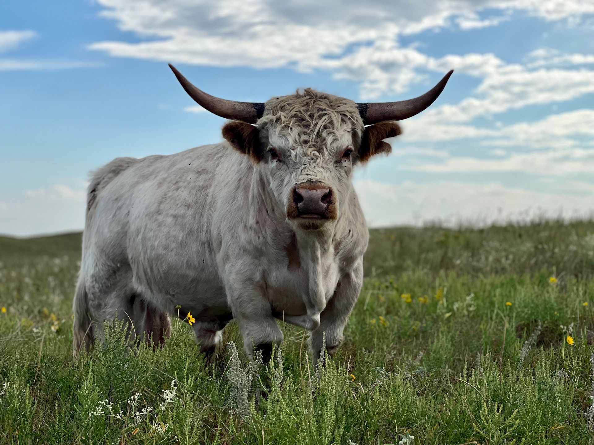 Breeding Stock | Rolling 7 Mini Highlands