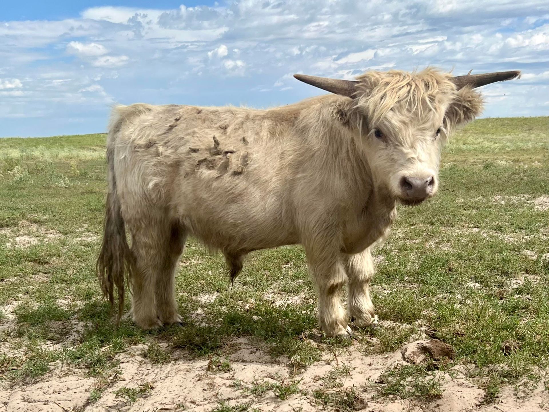 Breeding Stock | Rolling 7 Mini Highlands