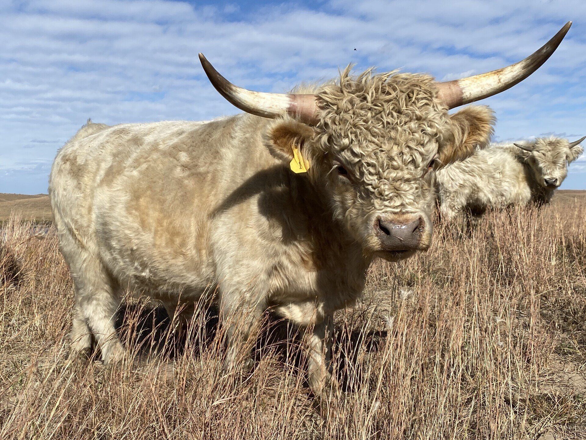 Breeding Stock | Rolling 7 Mini Highlands