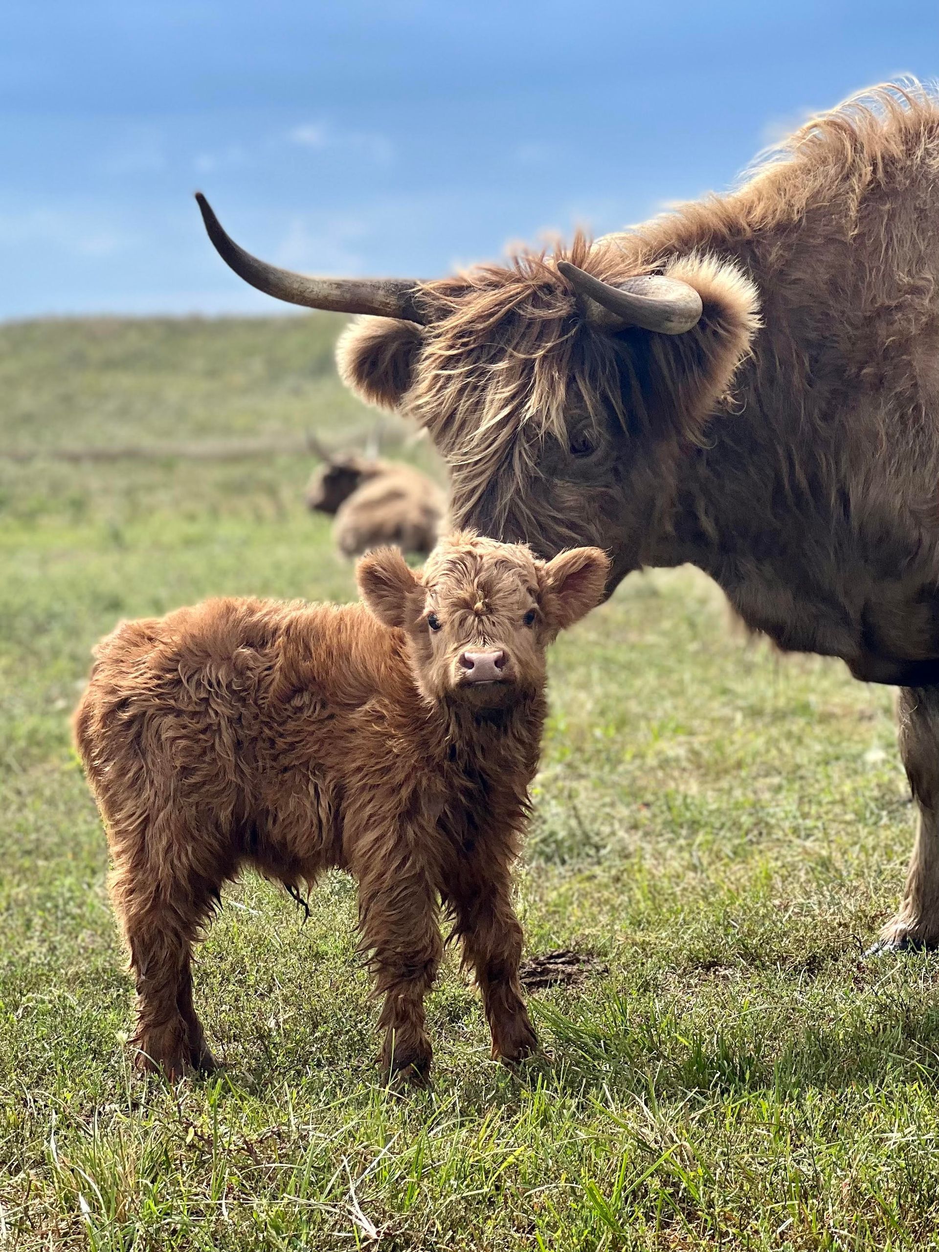 Rolling 7 Mini Highlands | Mini Scottish Highlands for Sale